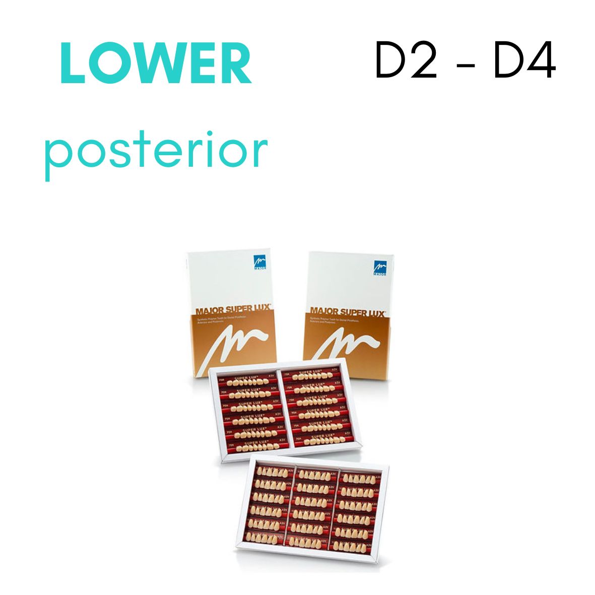 TOOTH CARD SUPERLUX MAJOR LOWER POSTERIOR D2-D4